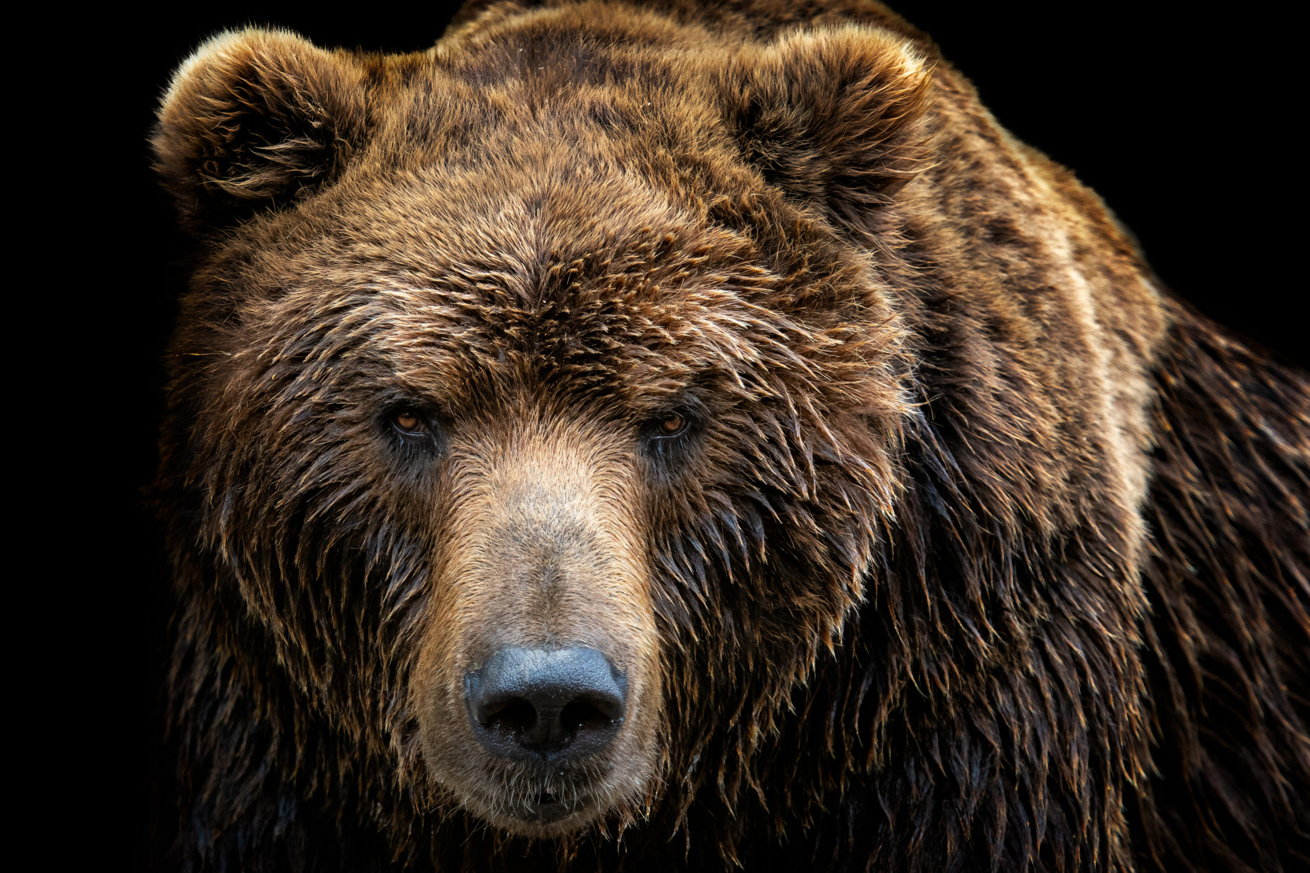 Seven Ways to Bear-Proof Your Portfolio | Evergreen Gavekal